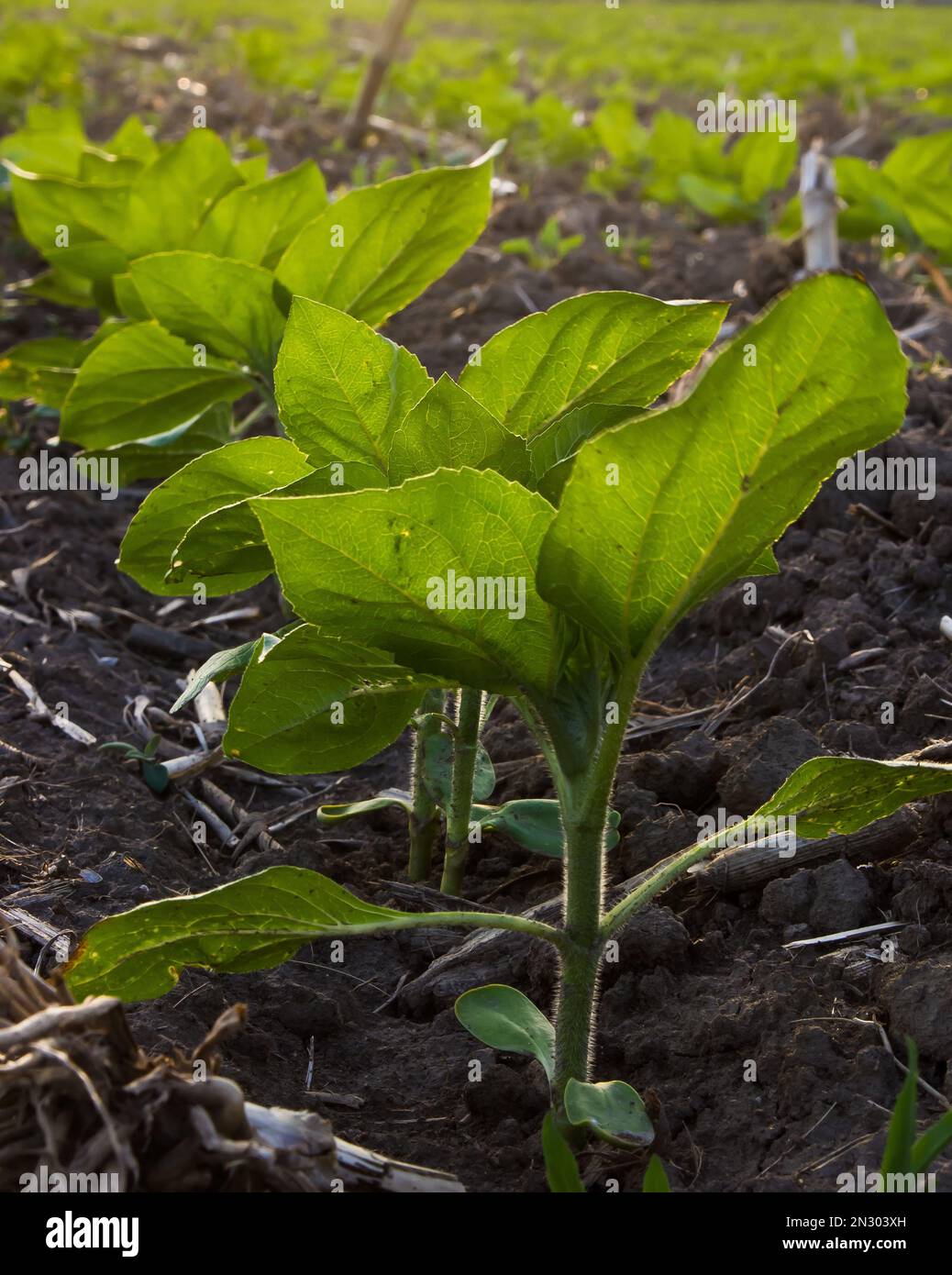 in the field of the farm sunflower sprouts grow in the spring Stock ...