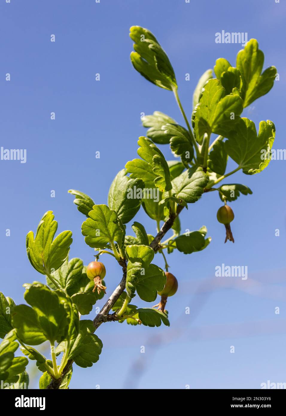 Gooseberry farming hi-res stock photography and images - Alamy