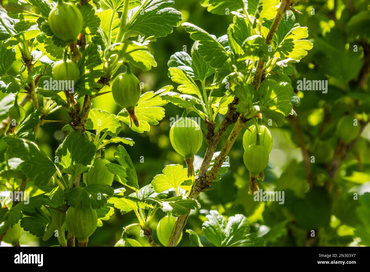Gooseberry farming hi-res stock photography and images - Alamy