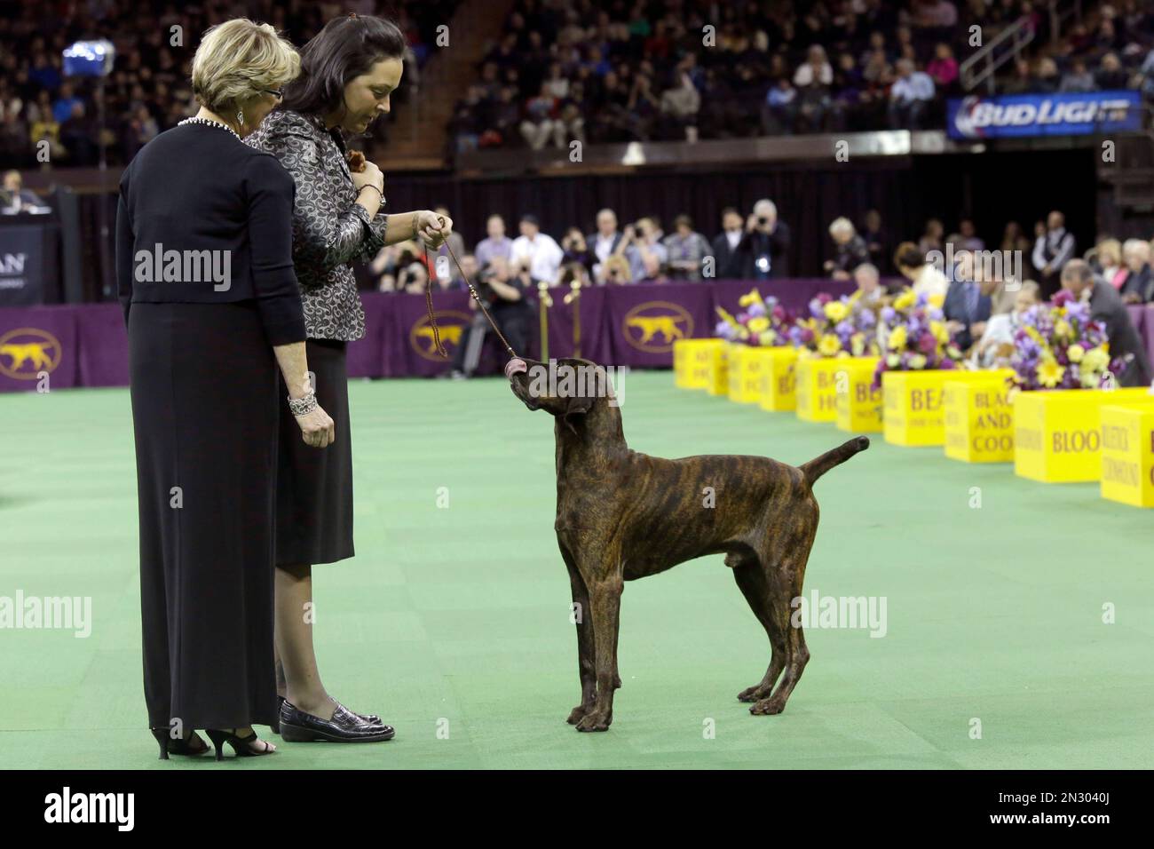A plott is shown in the ring during the hound group competition at the ...