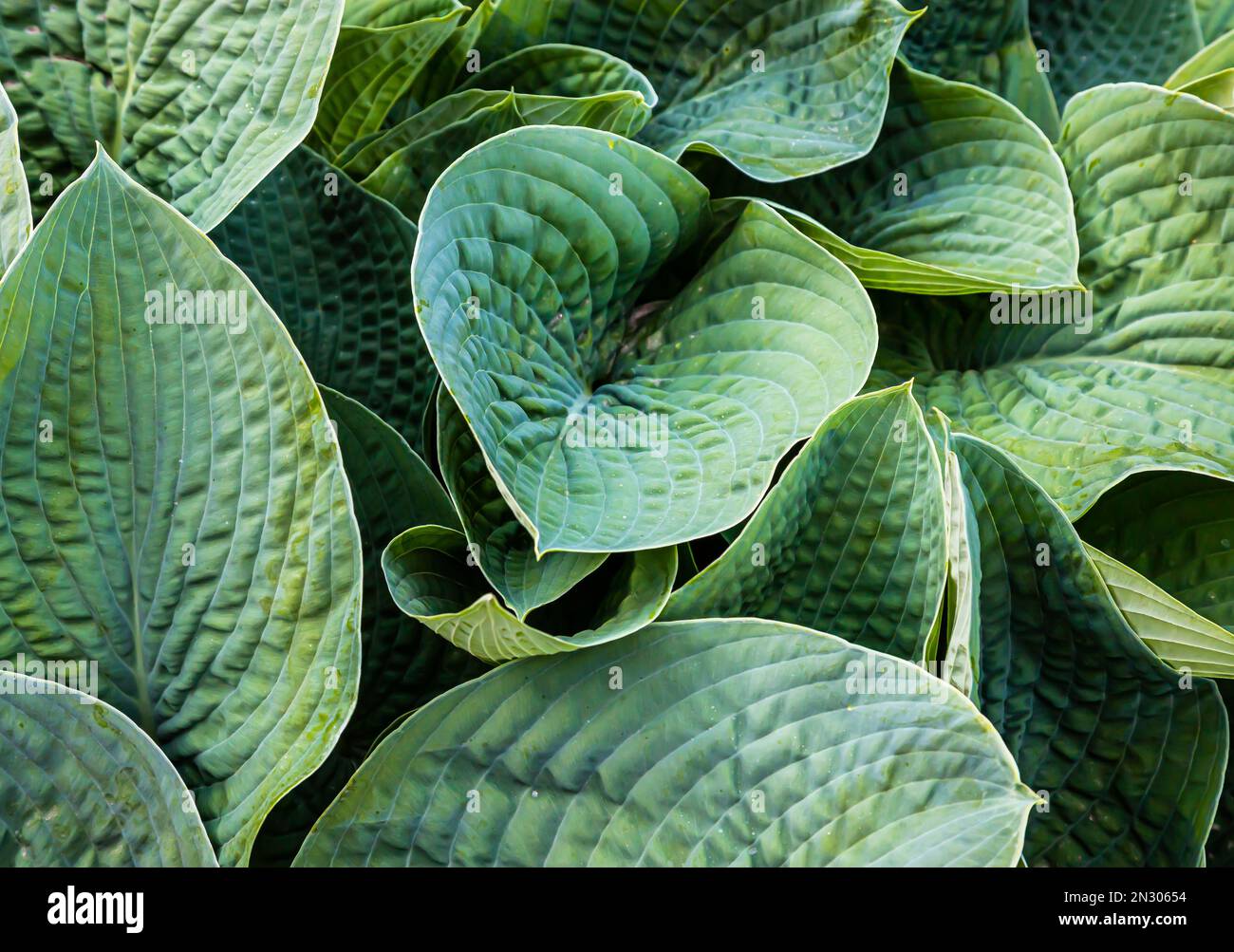 green leaves of plants in the garden. texture Stock Photo - Alamy