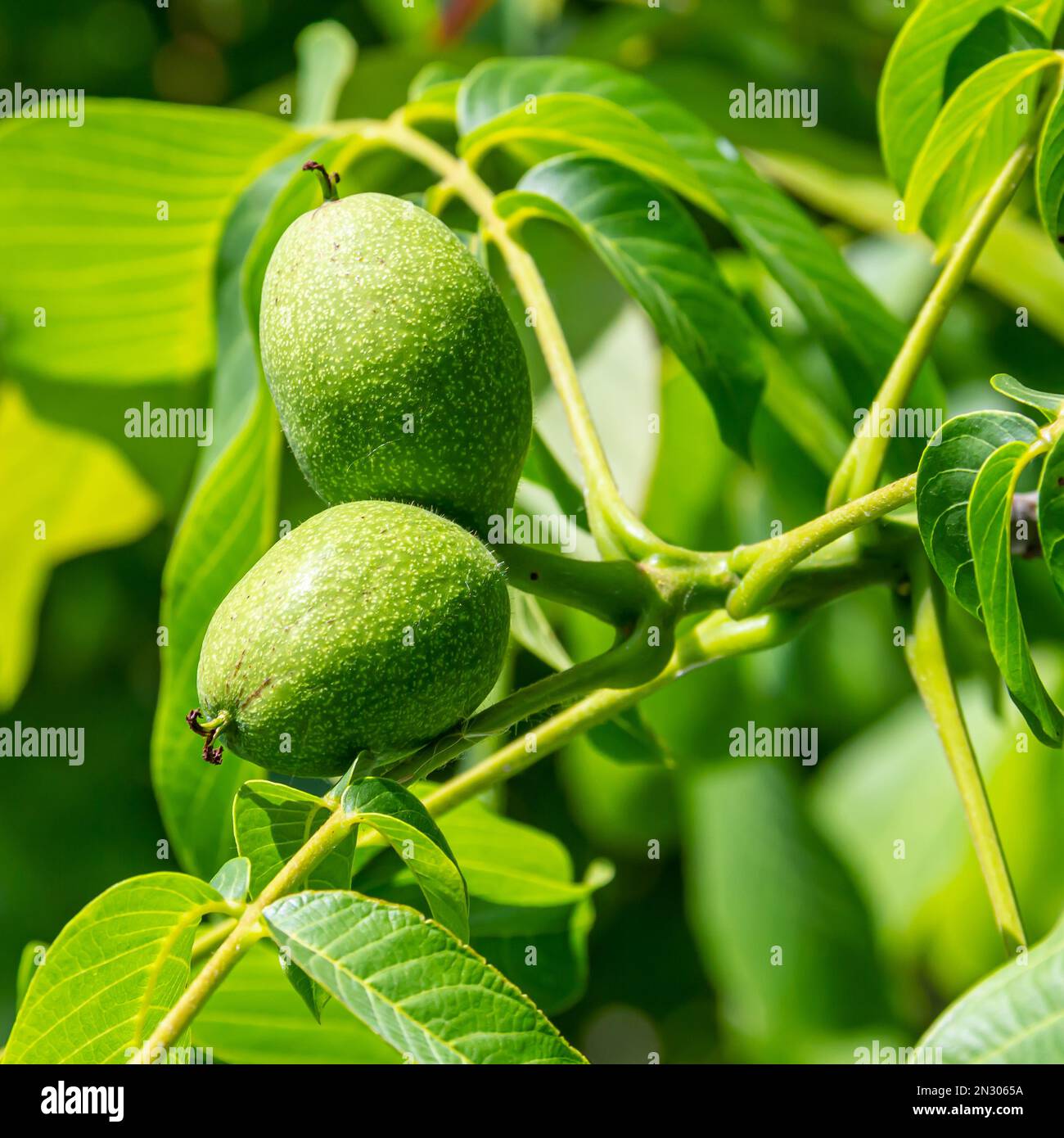 Walnut farming hi-res stock photography and images - Alamy