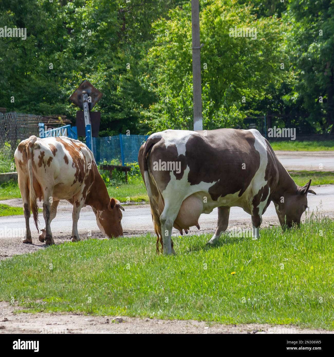 Cows go from the pasture on a summer day in the countryside Stock Photo ...