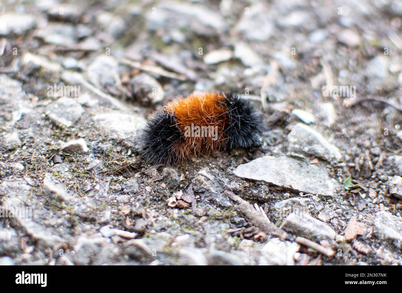 Isabella tiger moth wooly bear caterpillar. Pyrrharctia isabella Stock ...