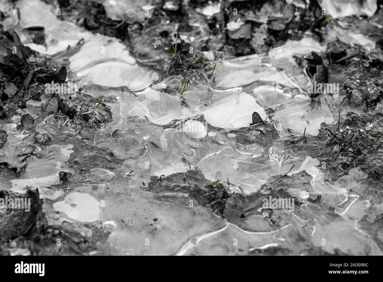 Aesthetic cracks in a frozen puddle of water in the woods Stock Photo ...