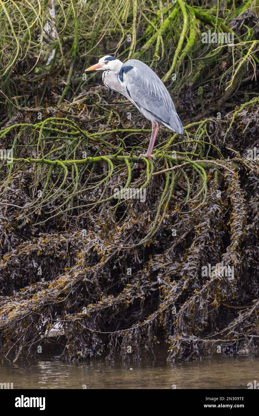 Clonakilty, West Cork, Ireland. 7th Feb, 2023. A Grey Heron (Ardea ...