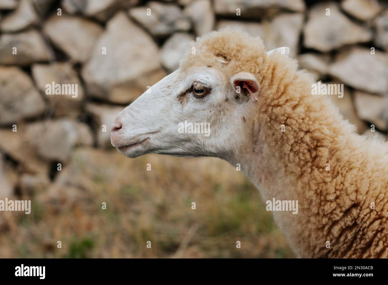 Furry sheep hi-res stock photography and images - Alamy