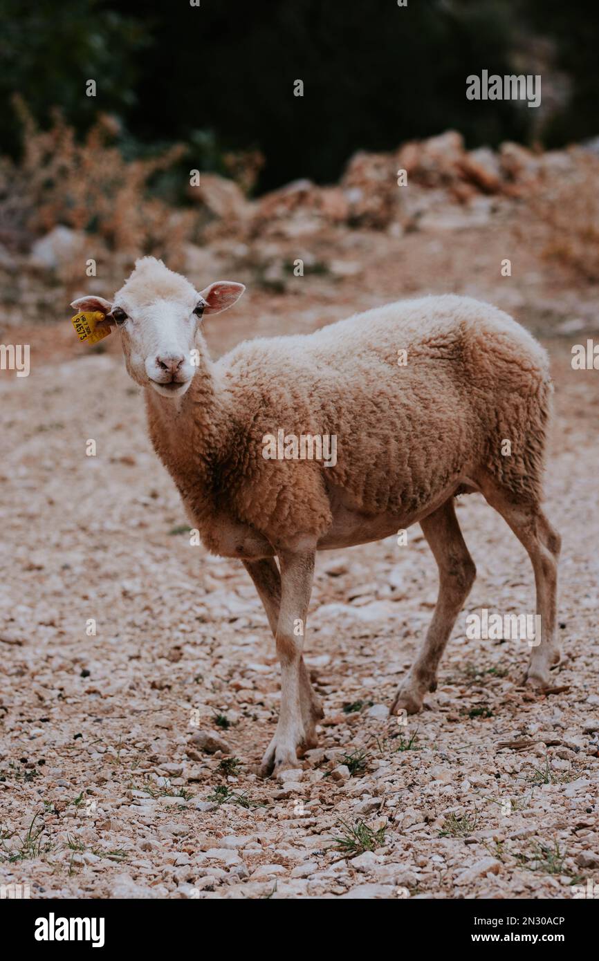 Beautiful furry sheep on an island in the summer Stock Photo - Alamy
