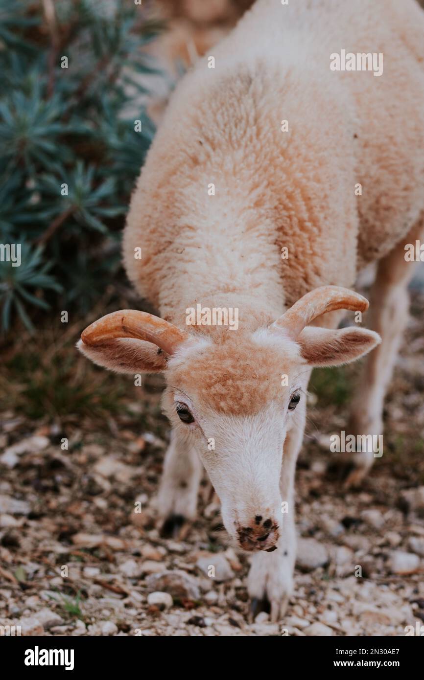 Furry sheep hi-res stock photography and images - Alamy