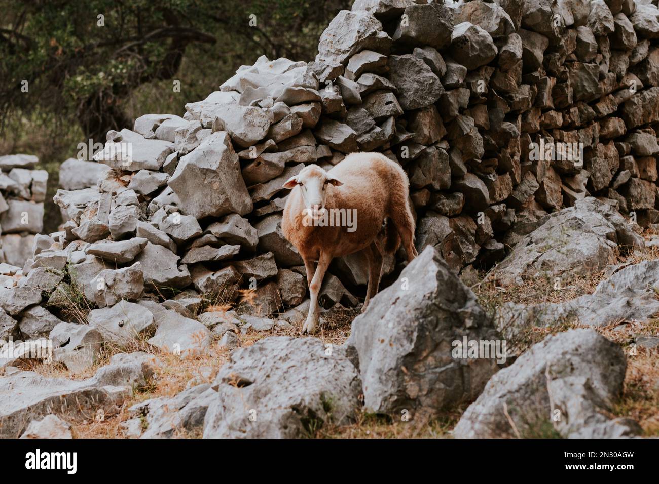 Furry sheep hi-res stock photography and images - Alamy