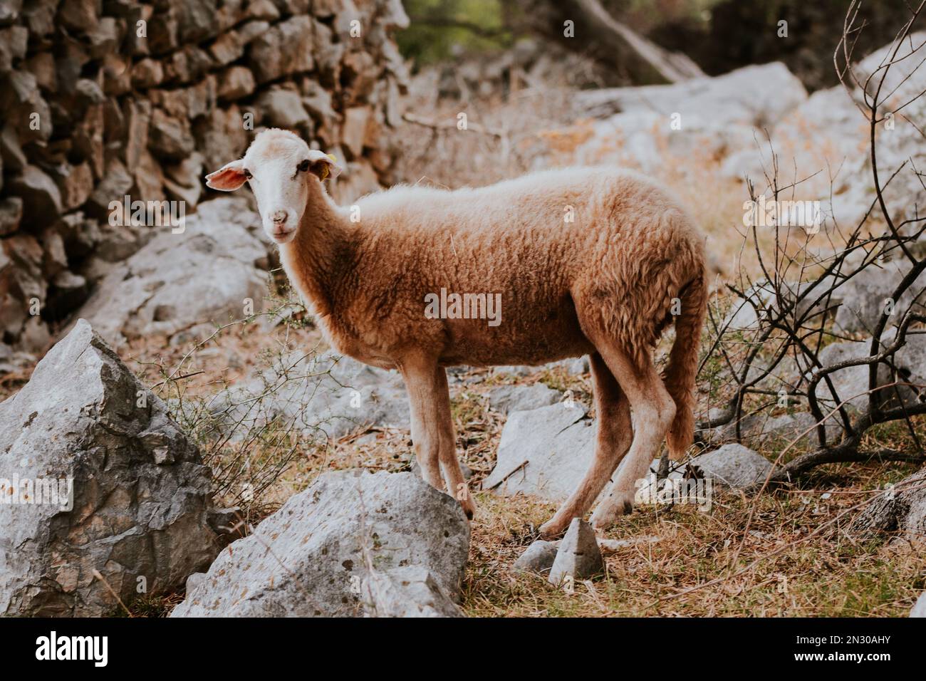 Beautiful furry sheep on an island in the summer Stock Photo - Alamy