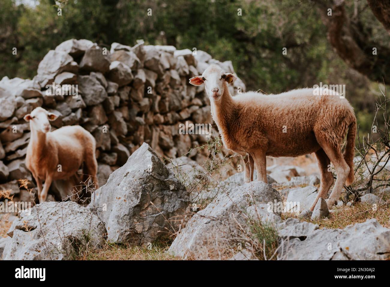 Beautiful furry sheep on an island in the summer Stock Photo - Alamy