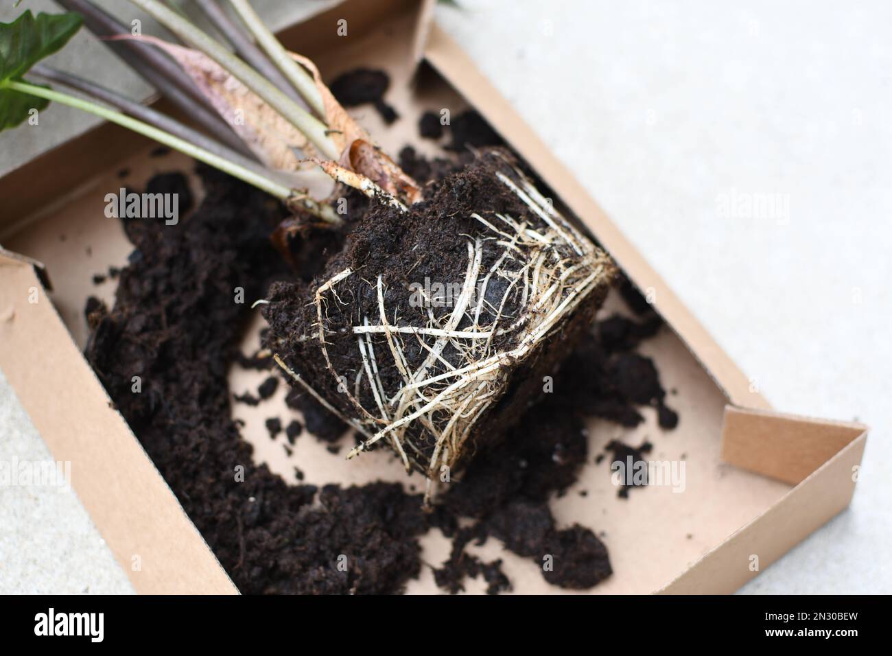 Repotting root bound house plant Alocasia Polly Stock Photo - Alamy