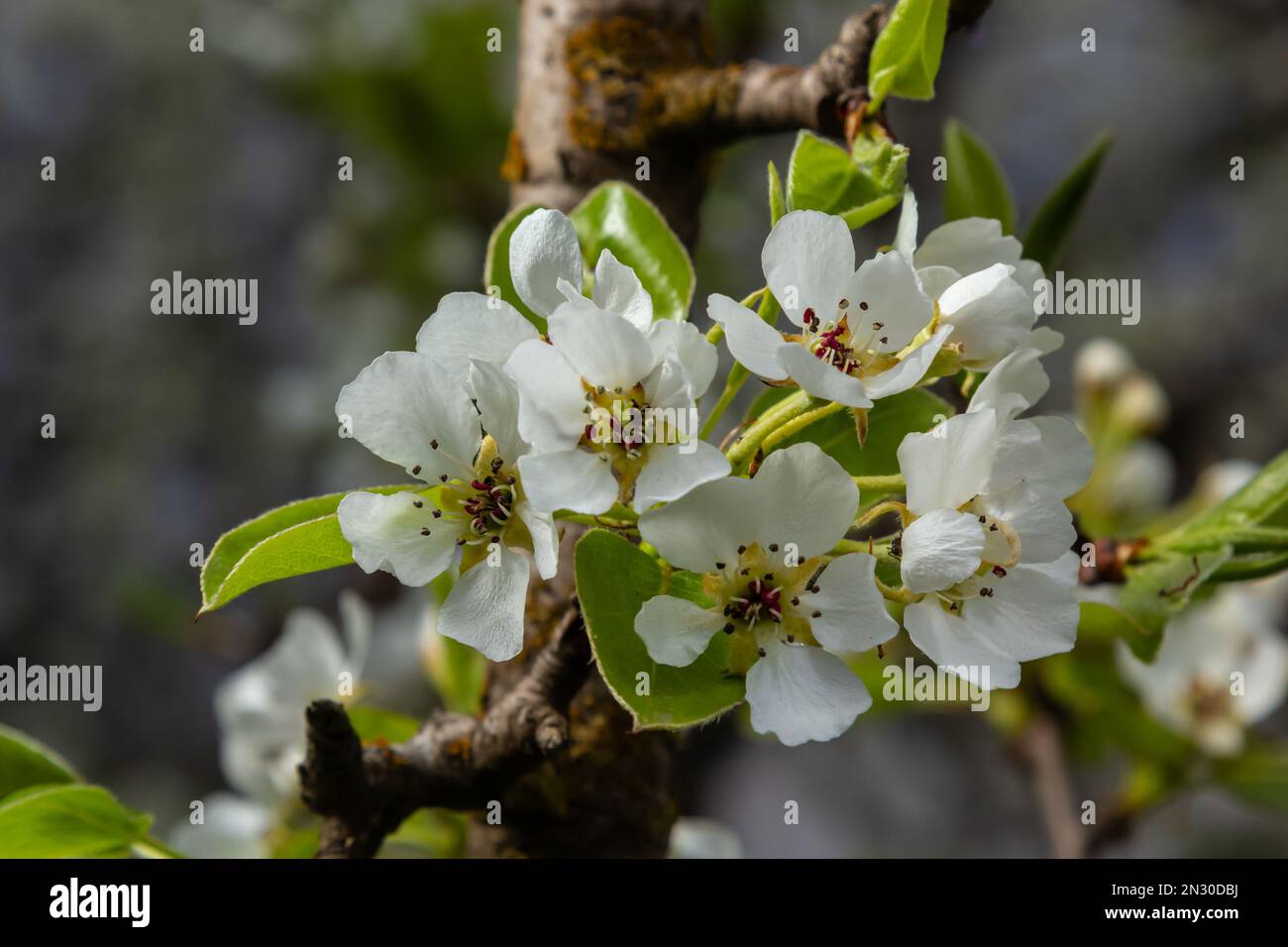 pear flowers. blooming tree in the garden. white delicate flowers and ...