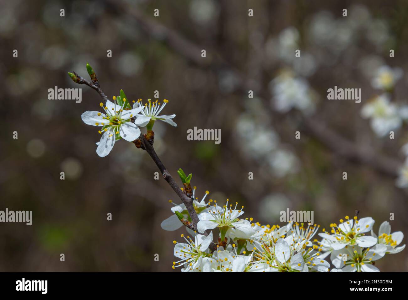 Blackthorn prunus spinosa sloe plant shrub white flower bloom blossom ...