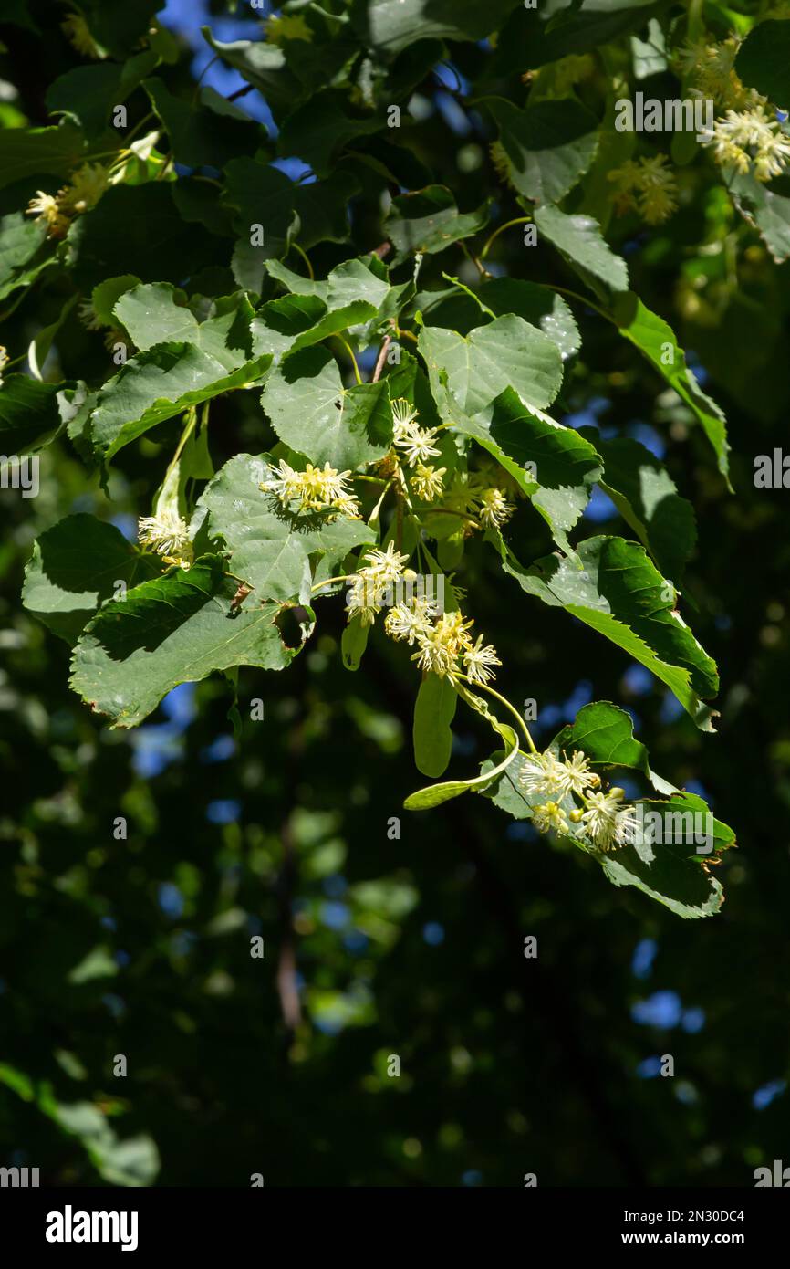 Linden yellow blossom of Tilia cordata tree small-leaved lime, little ...
