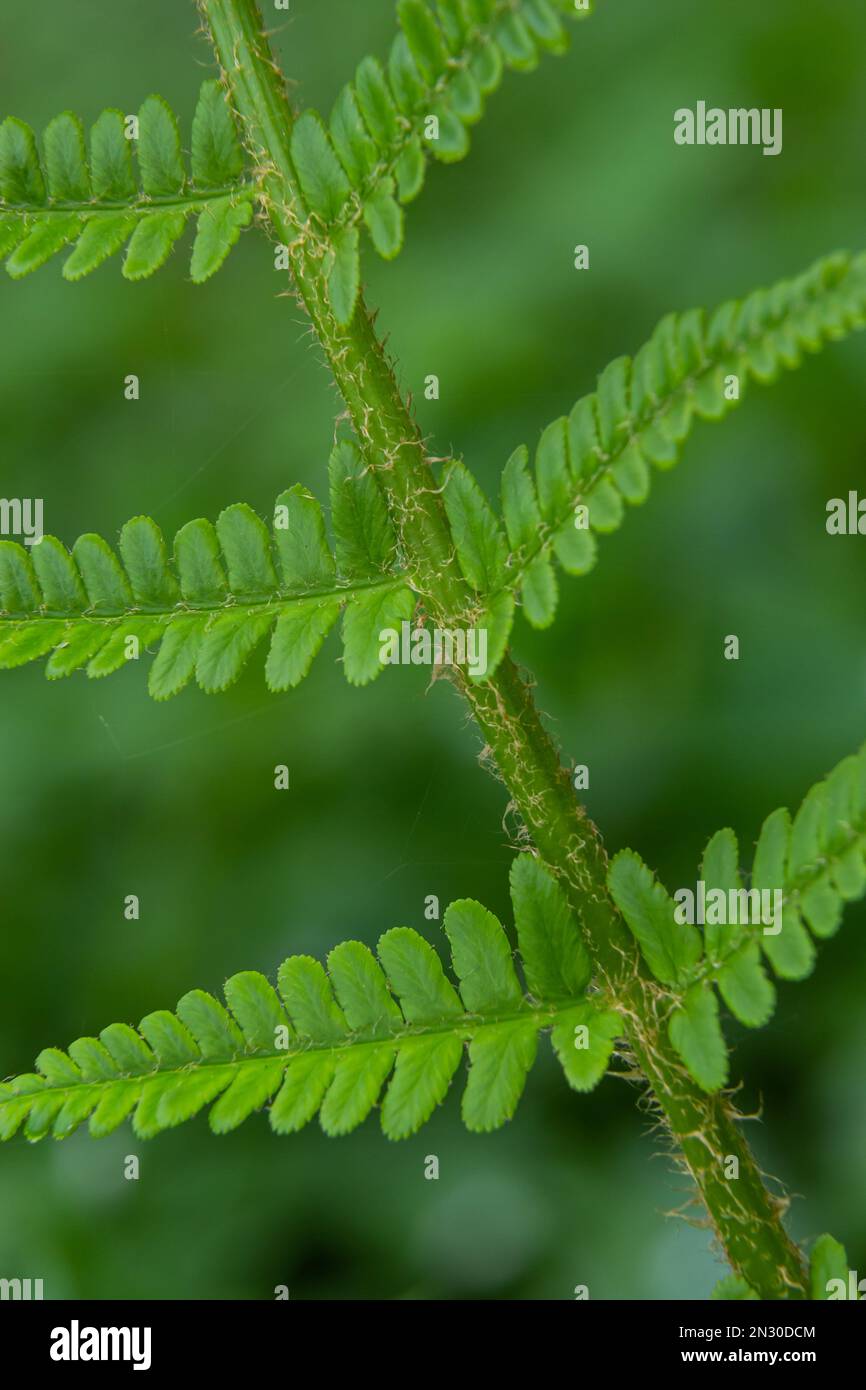 Fern is a member of a group of vascular plants that reproduce by spores ...
