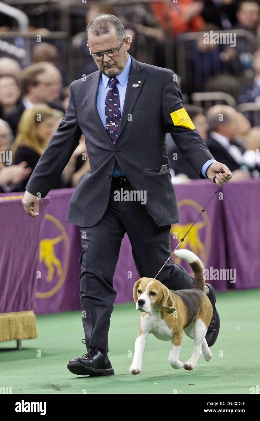 Miss P, a 15-inch beagle, and handler William Alexander, compete during ...