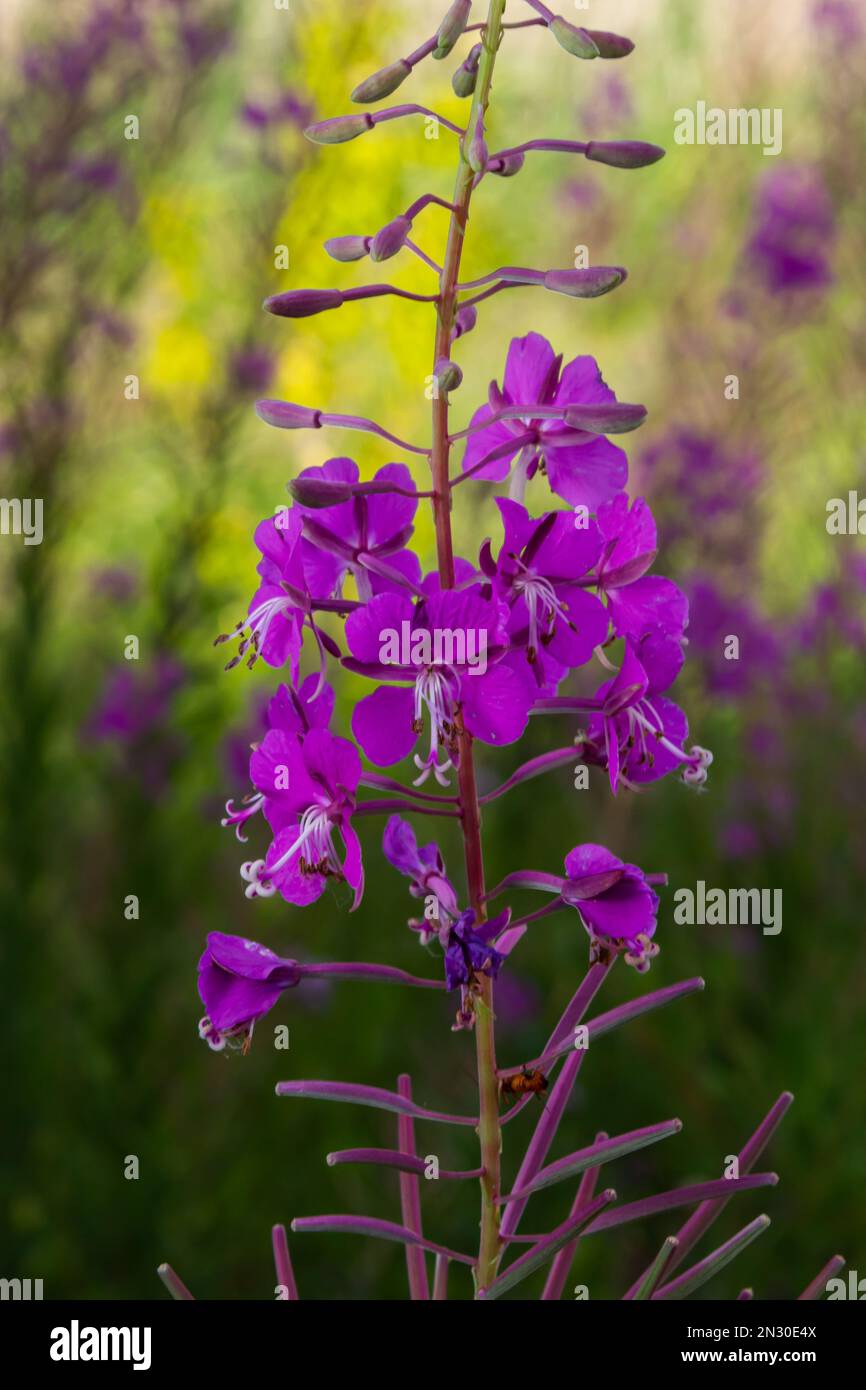 Closeup of pink flower of rosebay willowherb Chamaenerion angustifolium on light green ...