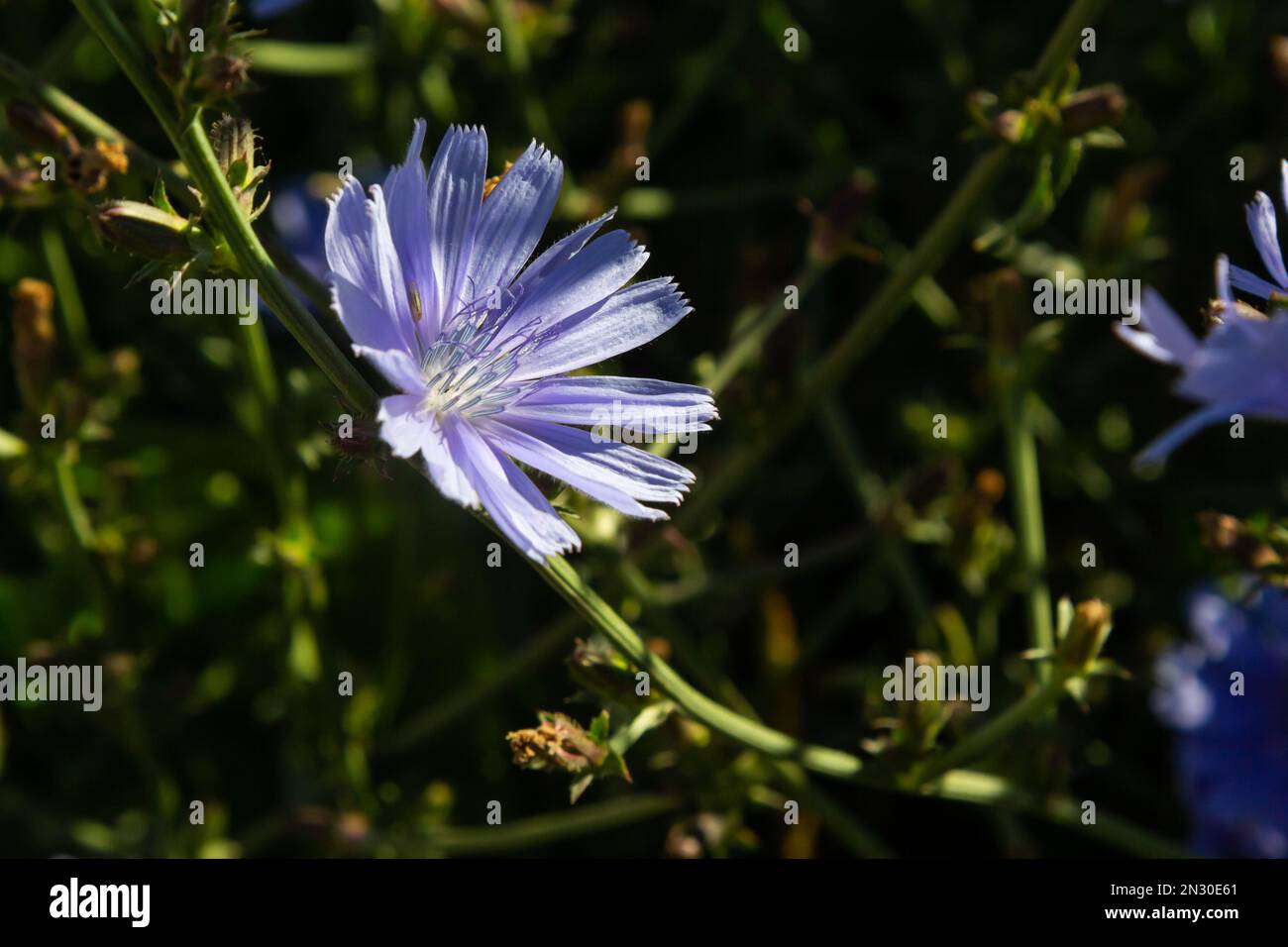 Blooming chicory, common chicory Cichorium intybus. Honey plant, nectar ...