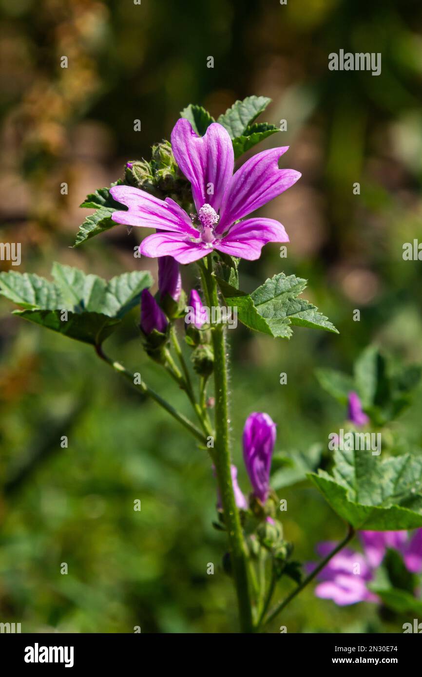Malva thuringiaca Lavatera thuringiaca, the garden tree-mallow, is a ...