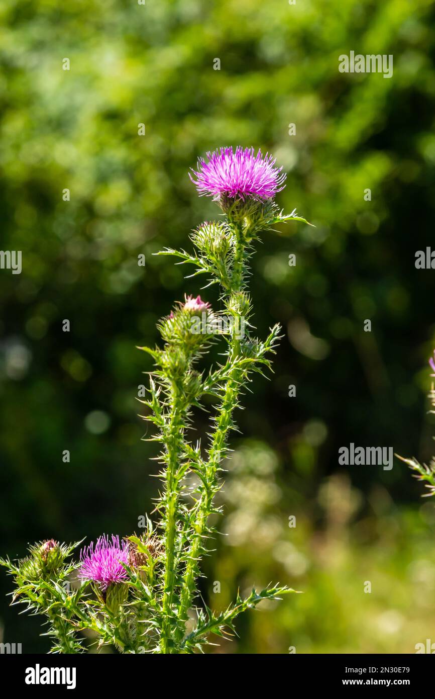 Blessed milk thistle flowers in field, close up. Silybum marianum ...