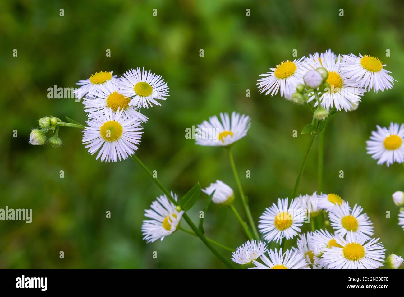 Erigeron annuus known as annual fleabane, daisy fleabane, or eastern ...