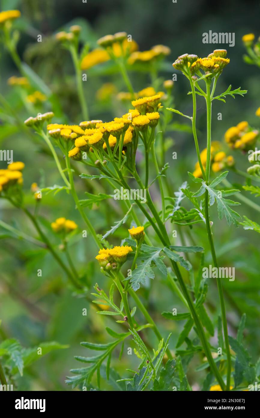 Yellow flowers of Tancy blooming in the summer. Tansy Tanacetum vulgare ...