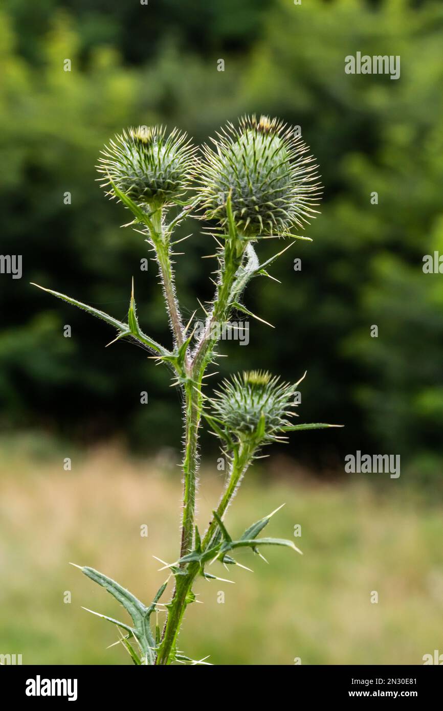 Blessed milk thistle flowers in field, close up. Silybum marianum ...