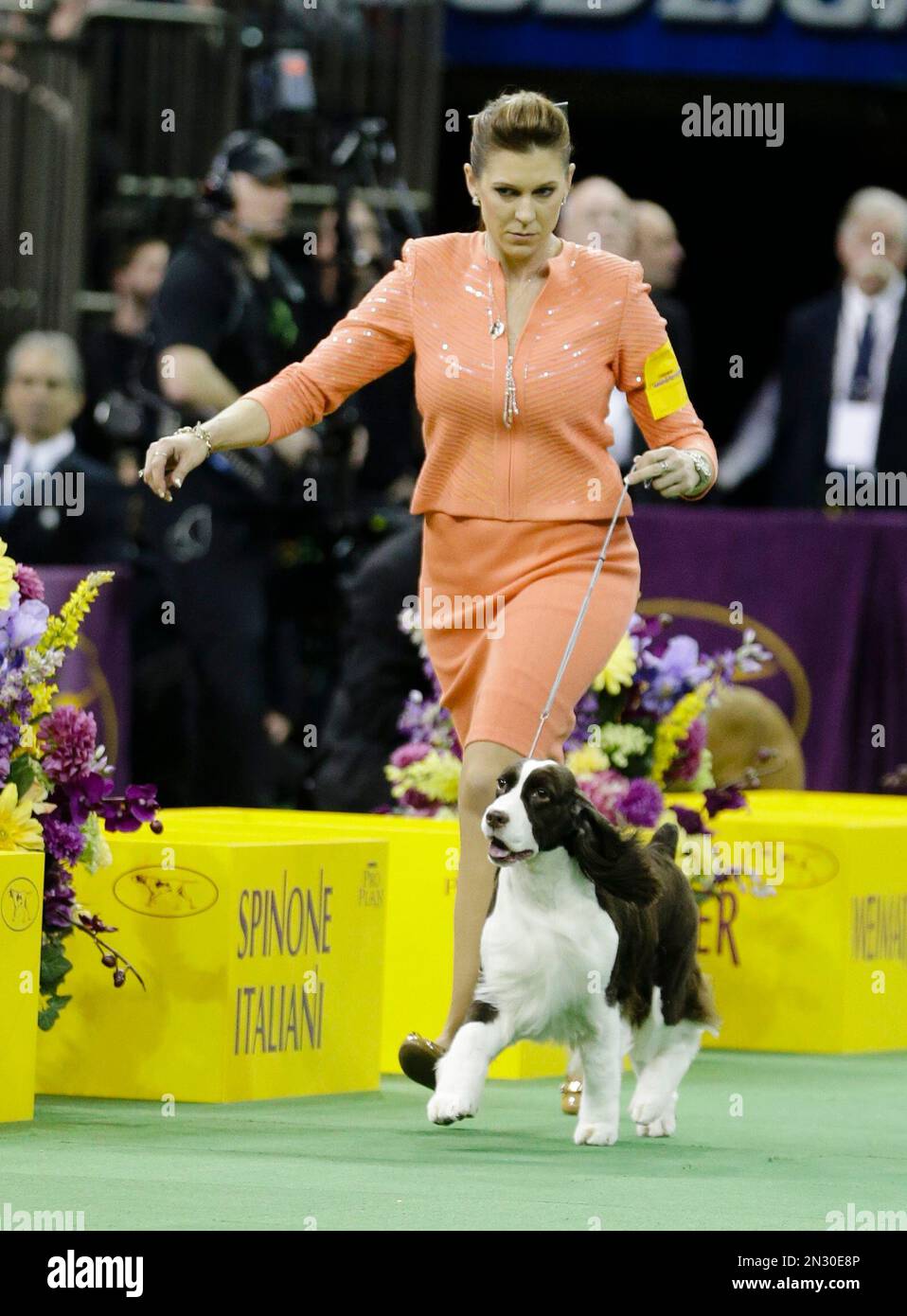 Liz, an English springer Spaniel competes in the sporting group at the ...