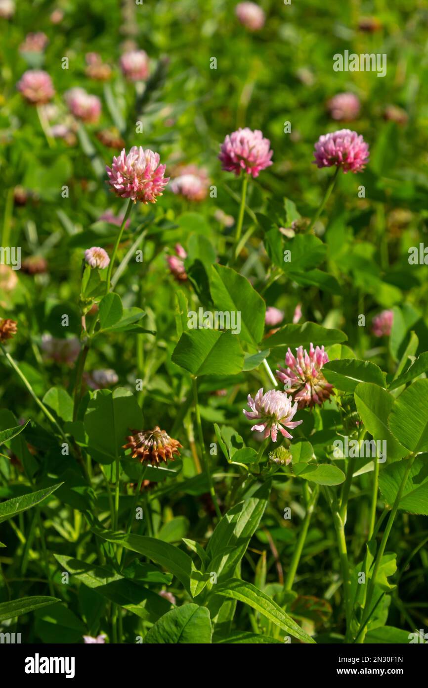 Flowers of alsike clover Trifolium hybridum plant in green summer ...
