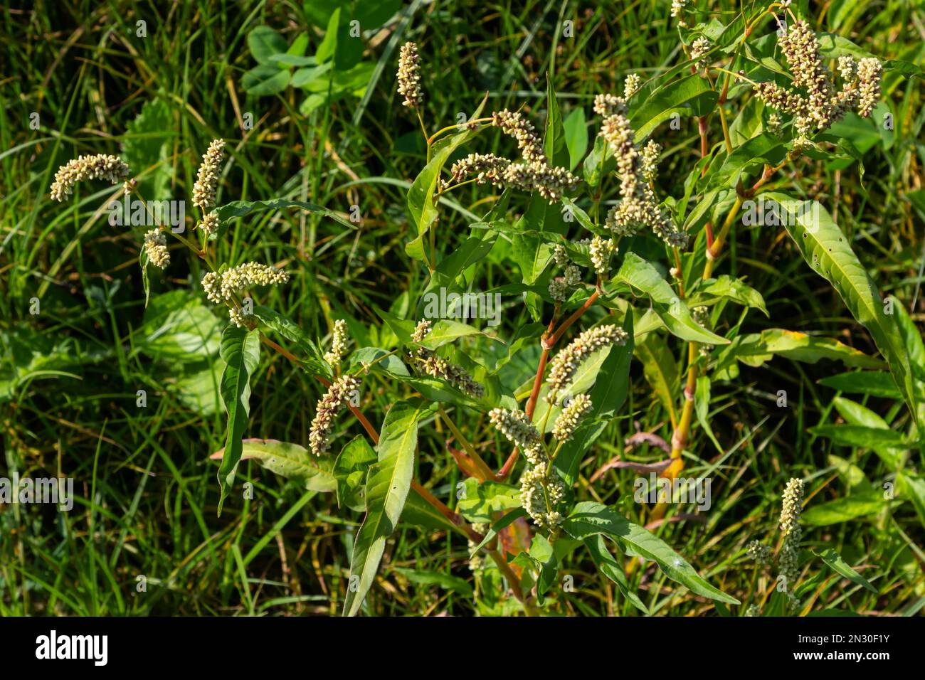 Colorful Persicaria longiseta, a species of flowering plant in the ...