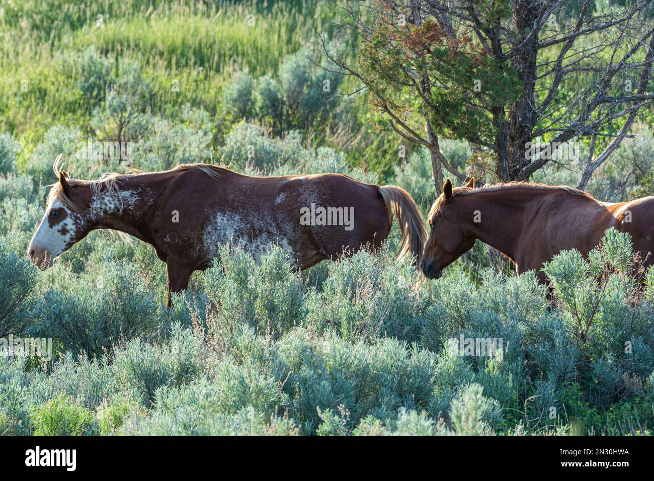 A side view of two wild horses at sunrise wandering at Teddy Roosevelt ...