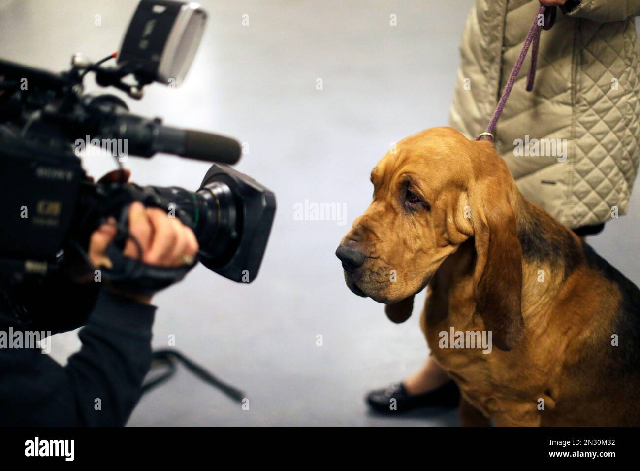 Jim Grieco, a cameraman for the USA Network, films Bloodhound Nathan in ...