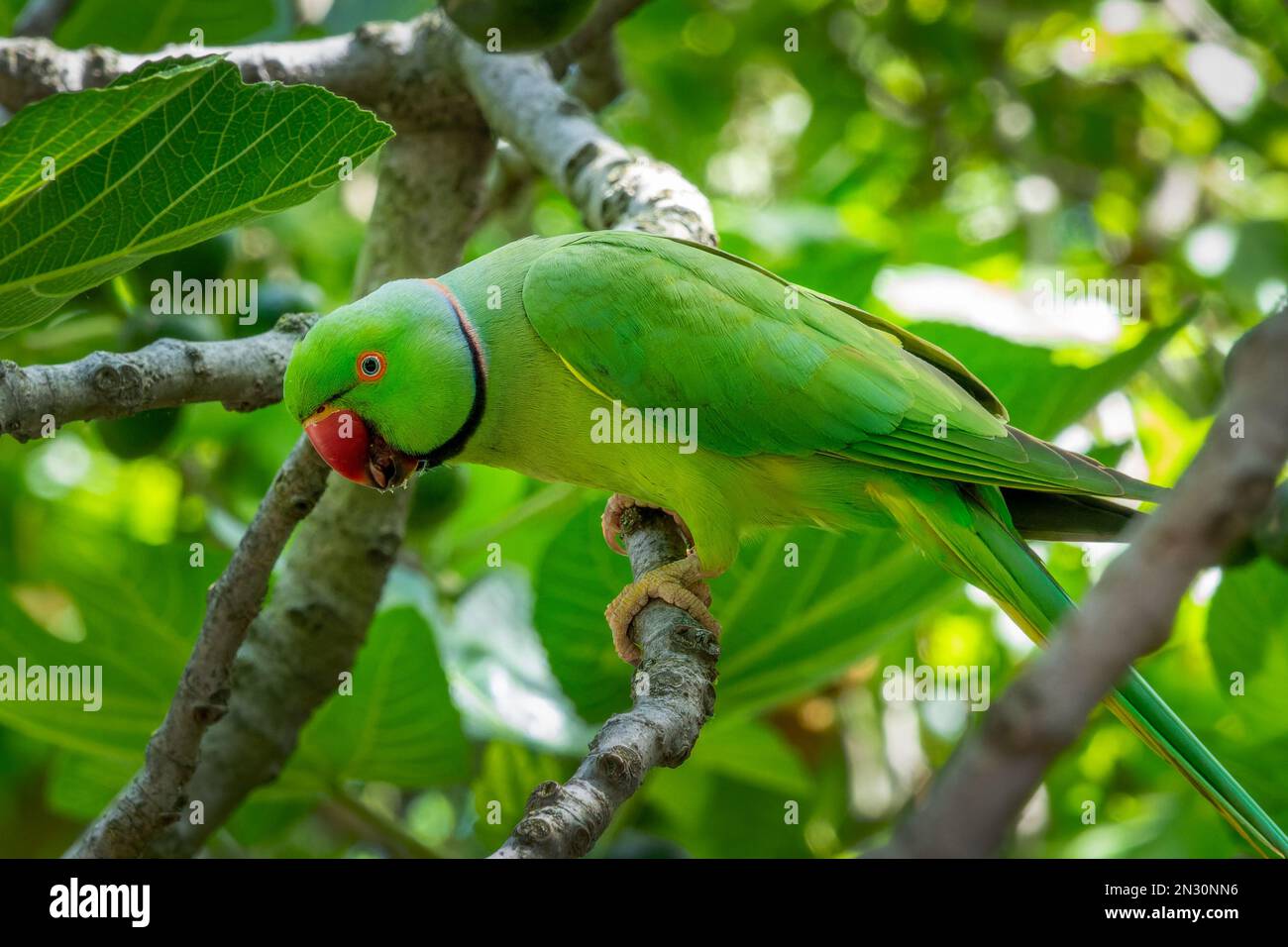 Wild green ringneck parakeet on a branch in a tree in St James park ...