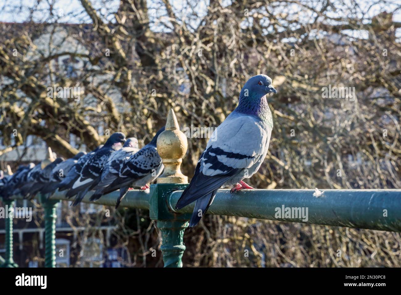 Stand Out In A Crowd Animals