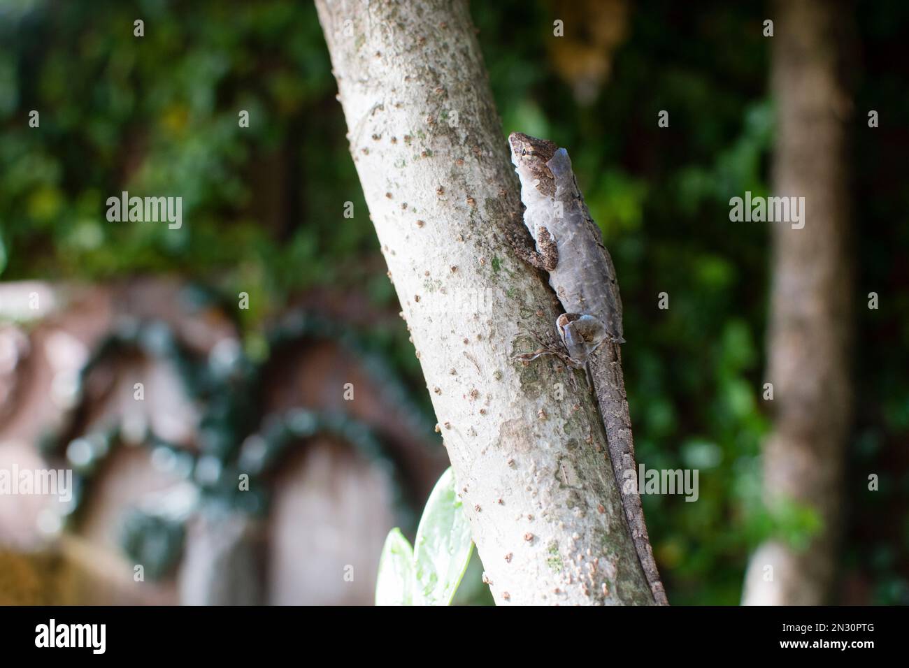 Lizard changing skin. Molting anole on a tree branch. Tropical animals ...