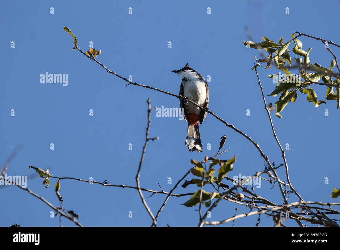 Red whiskered Bulbul Bird on Tree ,Pycnonotus jocosus Stock Photo - Alamy