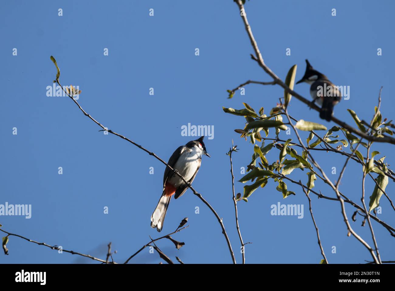 Red whiskered Bulbul Bird on Tree ,Pycnonotus jocosus Stock Photo - Alamy