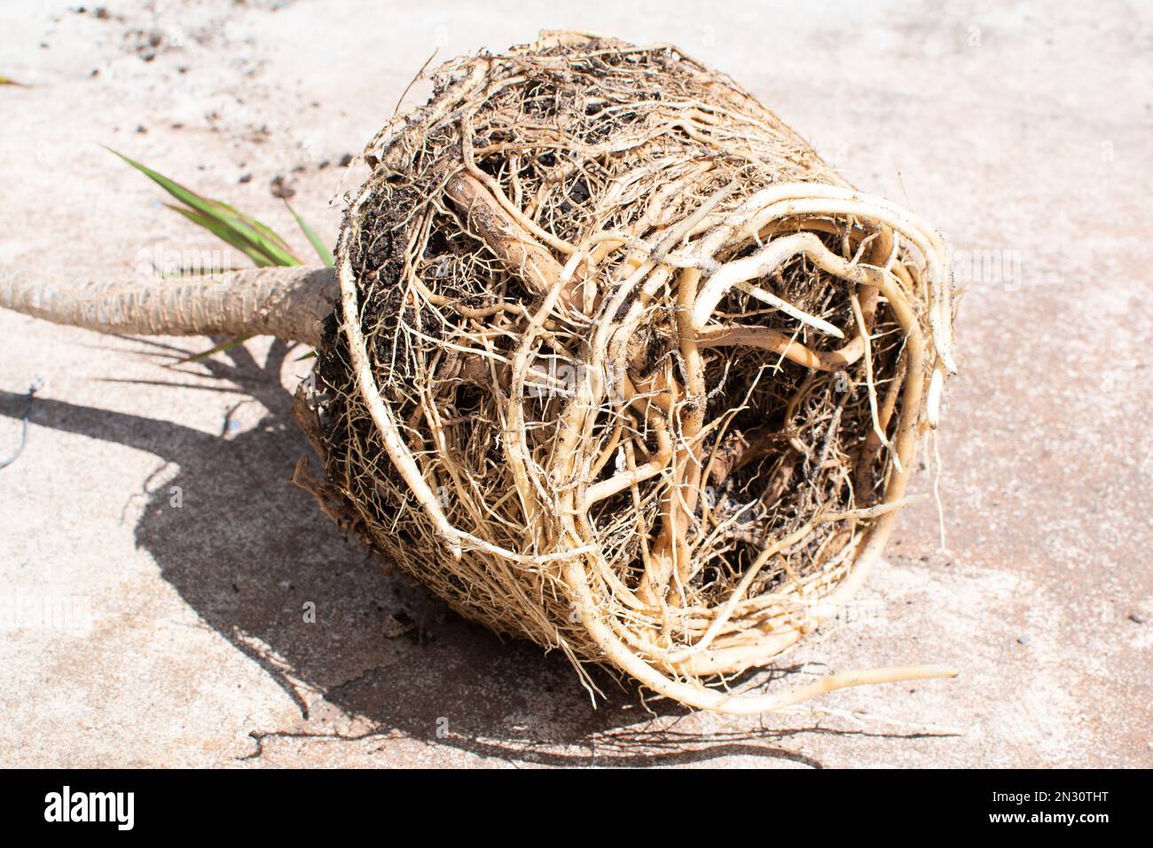 Repotting dracaena with root bounding. Root-bound house plant. The ...