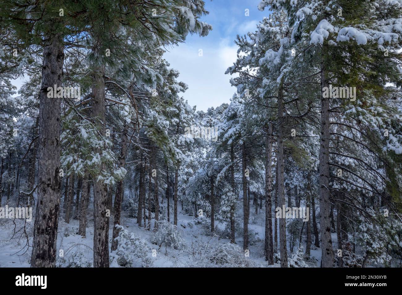 Idyllic landscape of a snowy coniferous forest in winter with tall ...