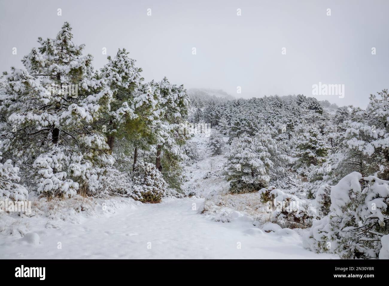 Idyllic landscape of a snowy coniferous forest in winter with tall ...