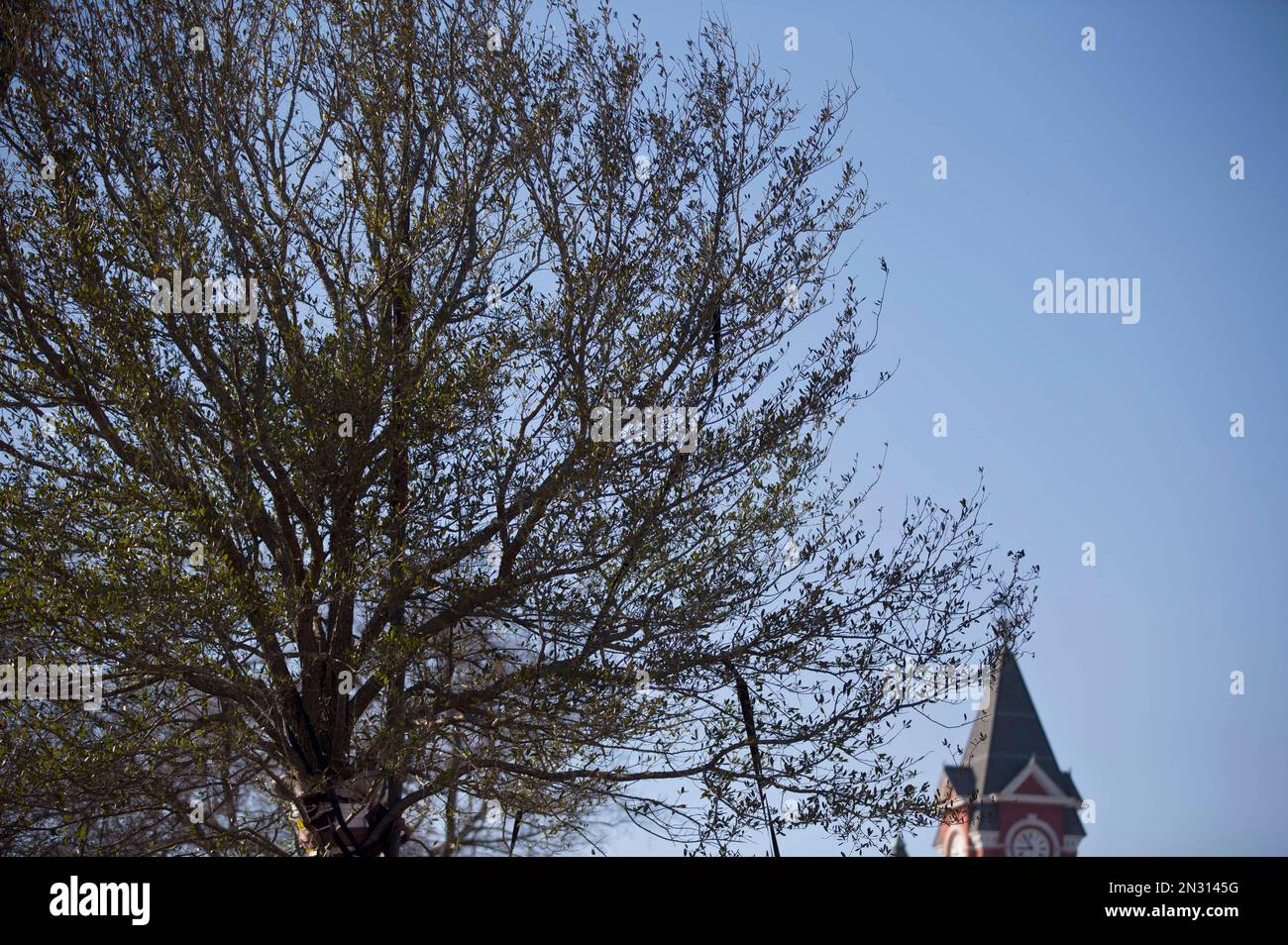 A live oak tree is being planted near the entrance to Auburn University ...