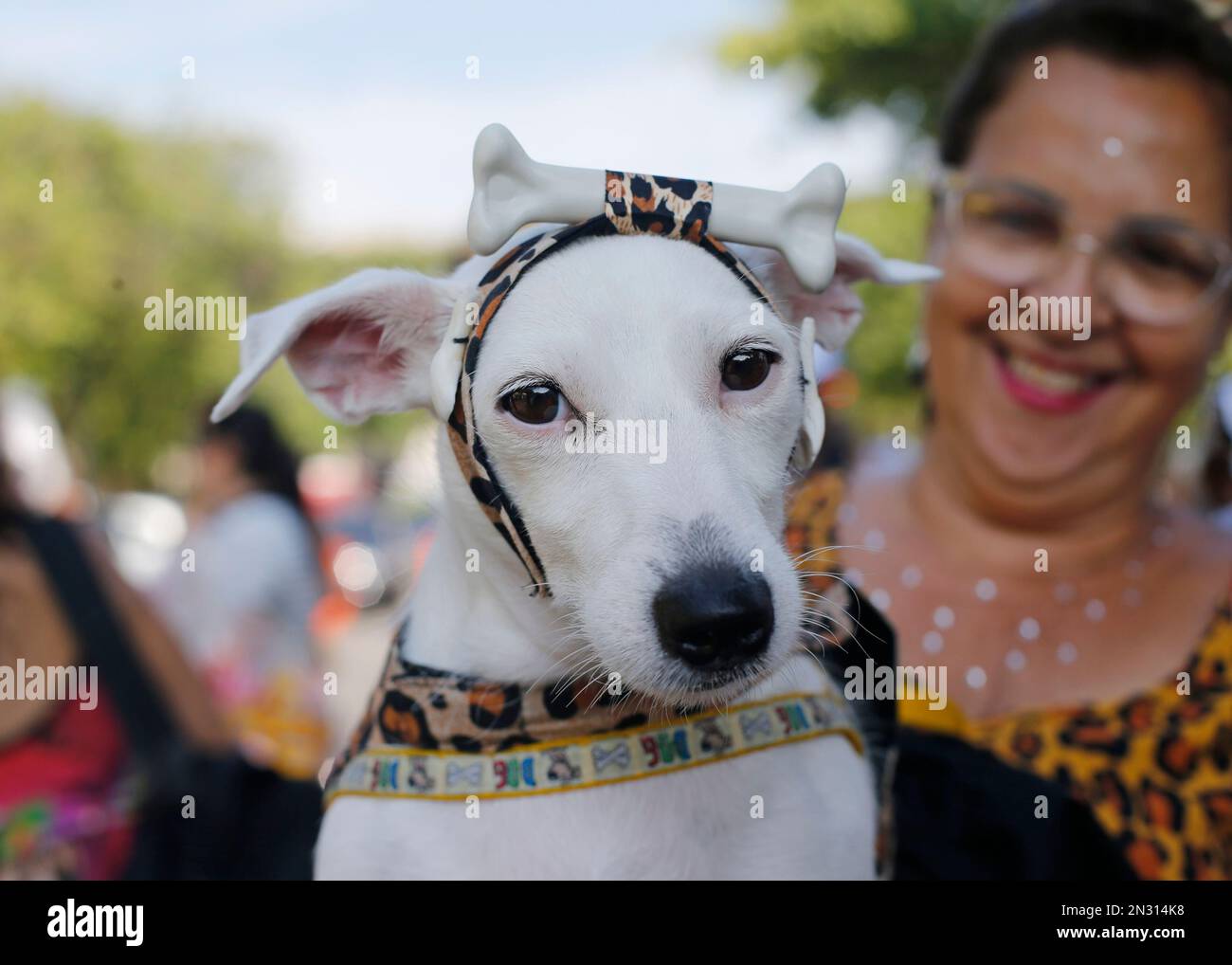 A dog dressed for carnival is seen during the "Blocao" dog carnival ...