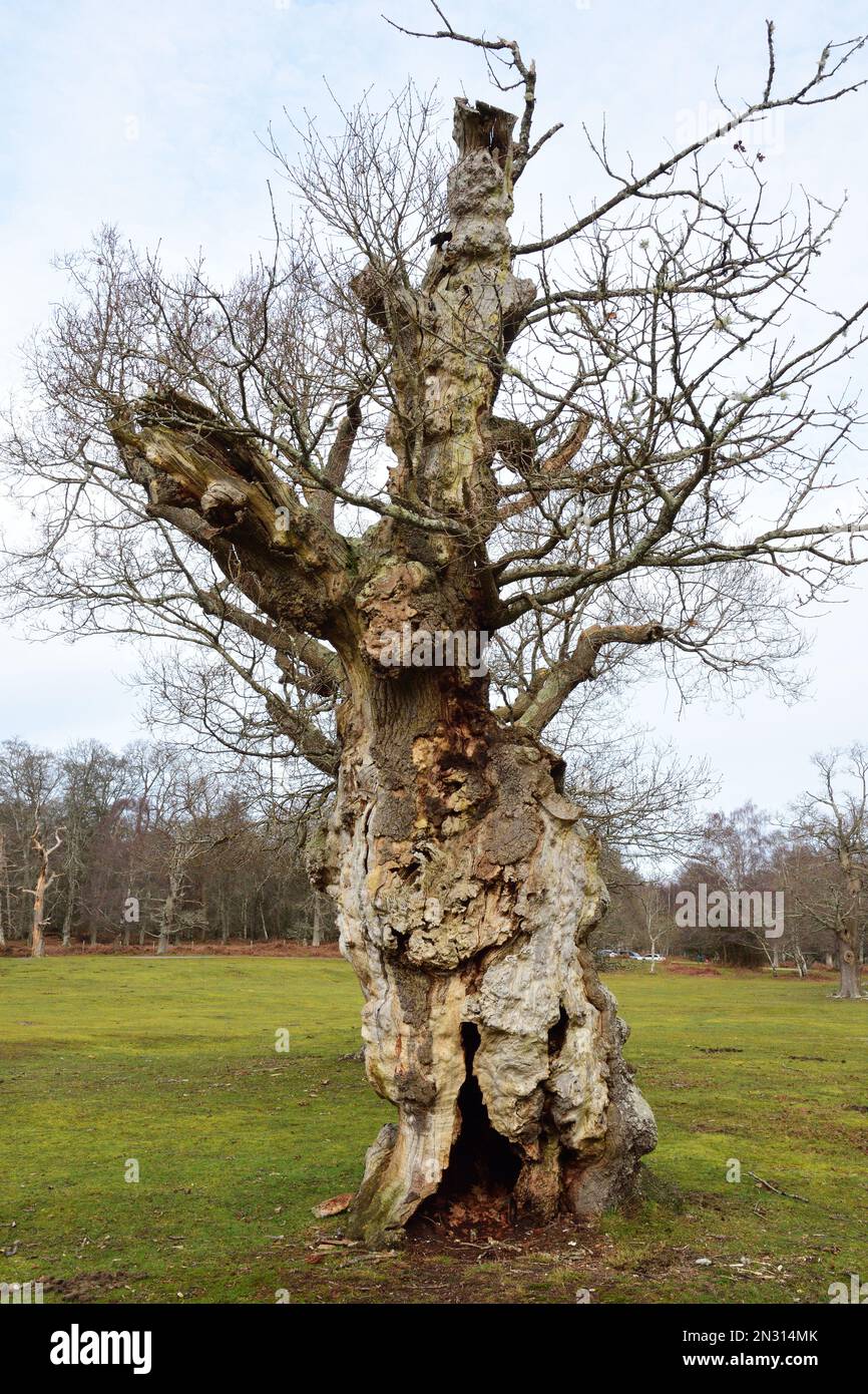 Old hollo Oak tree Stock Photo - Alamy
