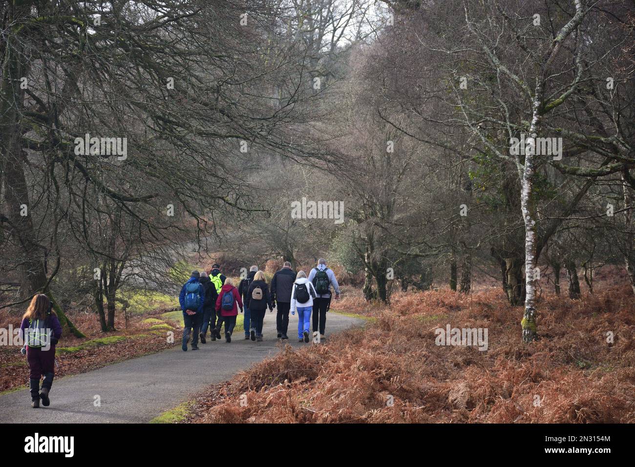 Group hiking in the Forest Stock Photo - Alamy