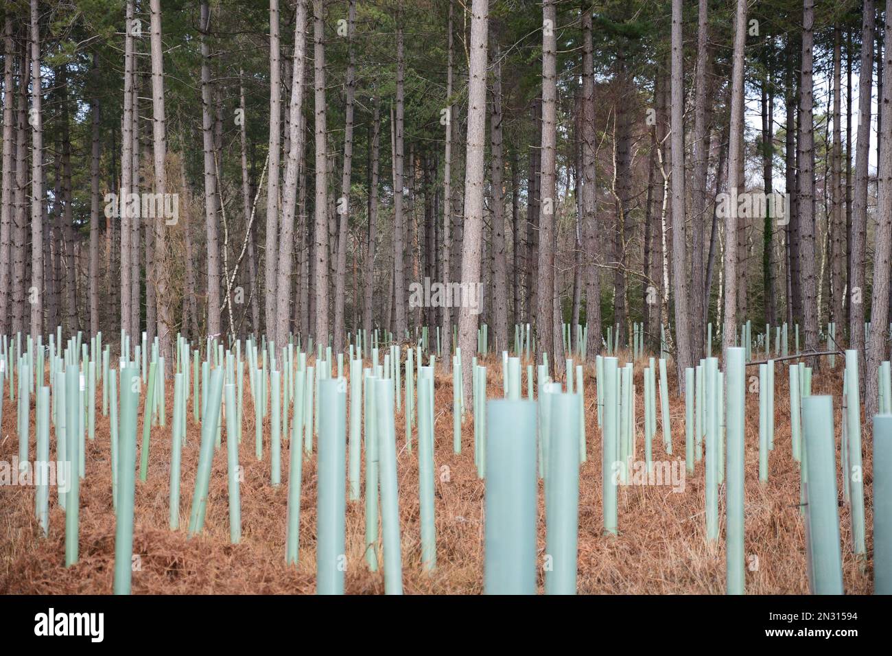 Tubing to protect young trees Stock Photo - Alamy