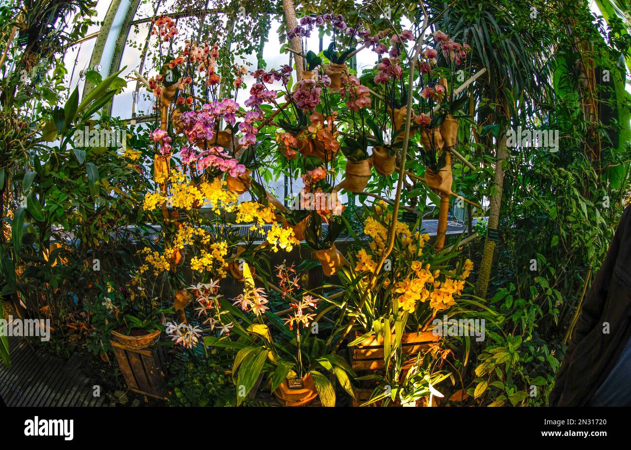 Unmissable orchids hi-res stock photography and images - Alamy