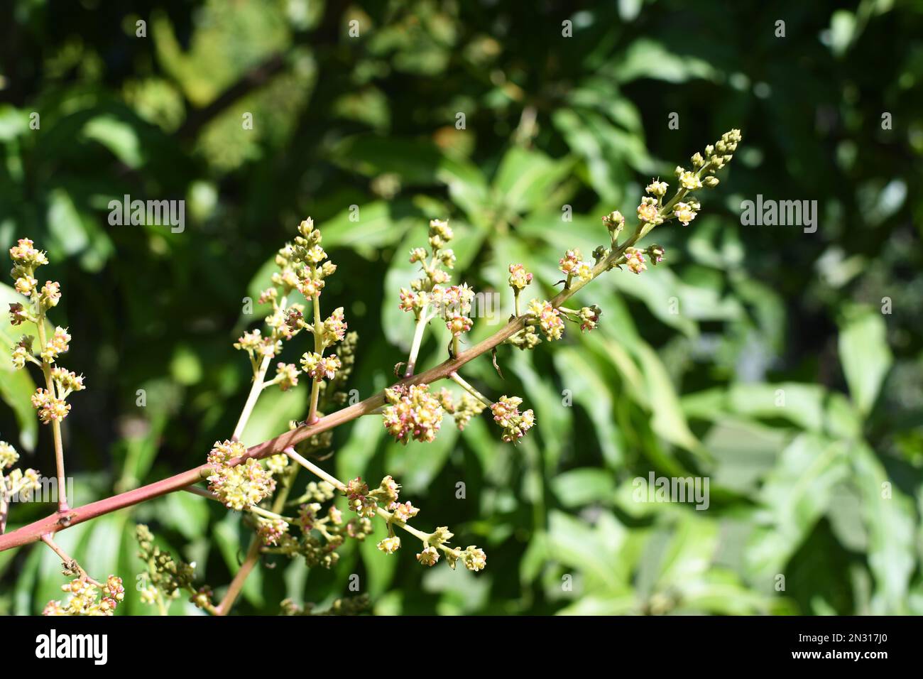Mango tree flower hi-res stock photography and images - Alamy