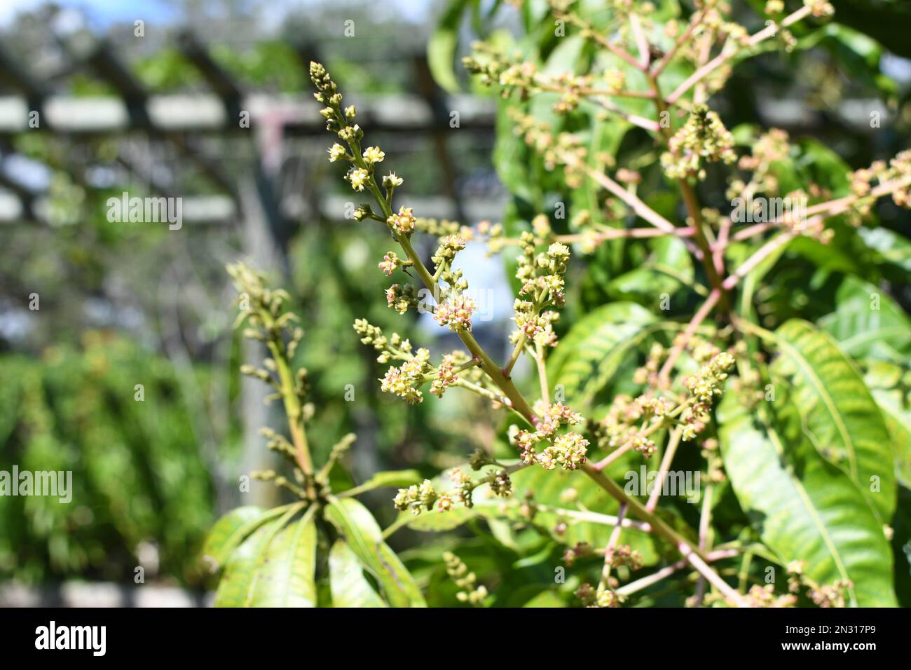 Mango tree flower hi-res stock photography and images - Alamy